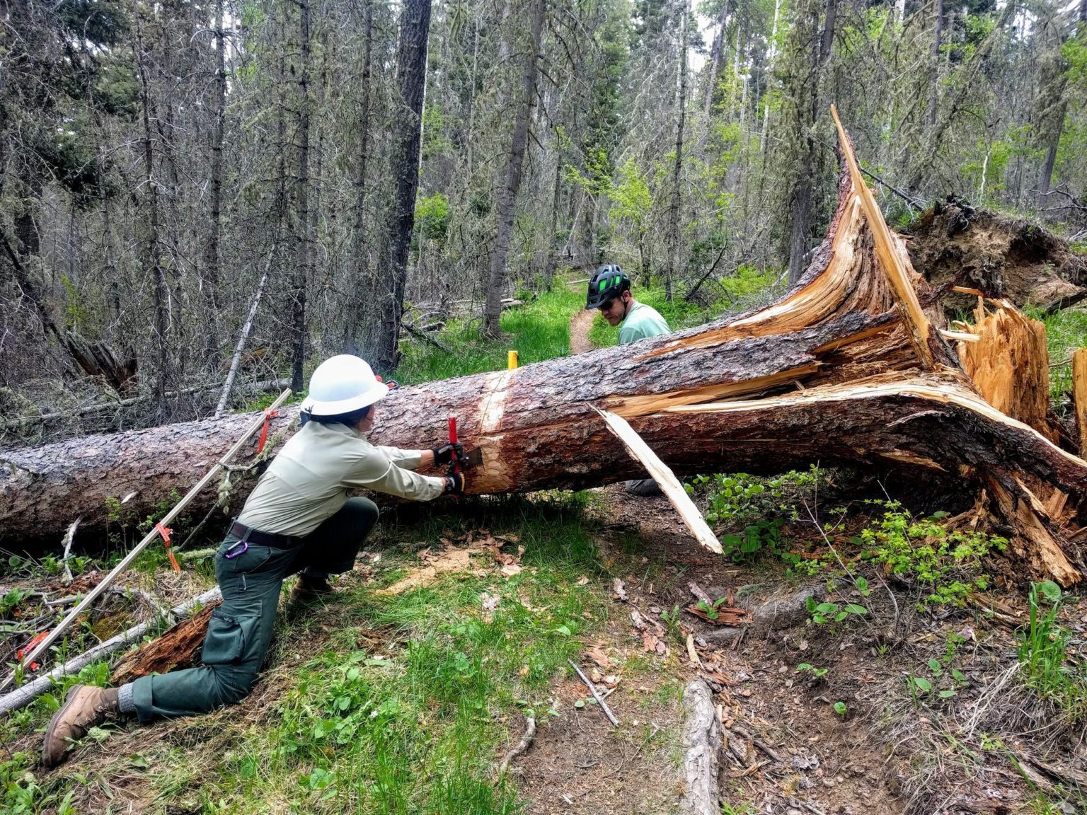 TRAIL MAINTENANCE - Taos Mountain Bike Association